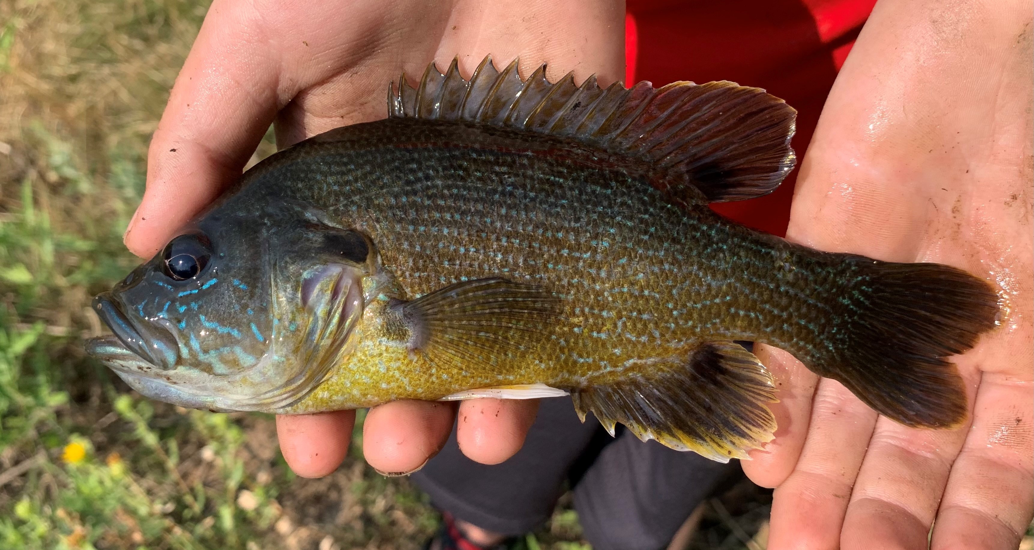 Pond 3 Fish - Hill Air Force Base - iSportsman